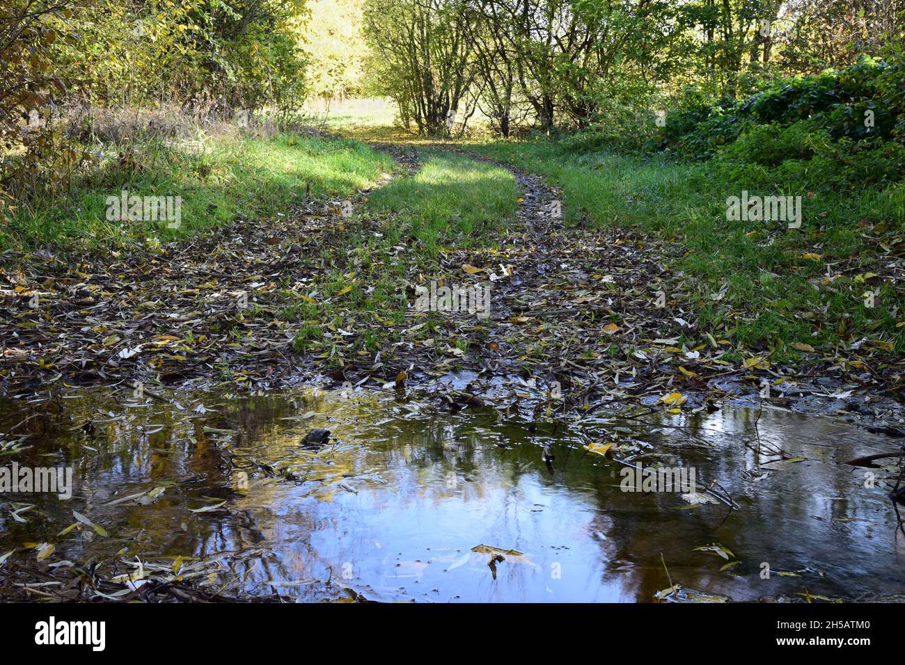Country stream crossing forest path Stock Photo - Alamy