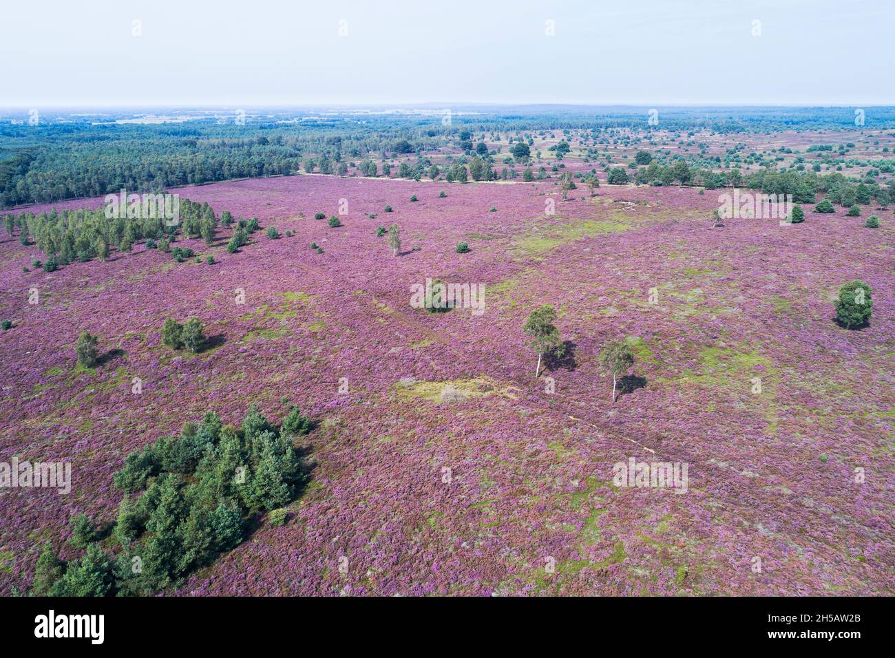 Aerial view of flowering heathland at the Sallandse Heuvelrug National ...