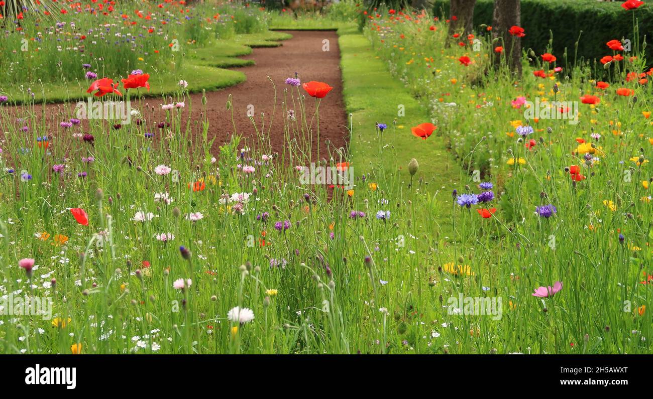 Wildflower display in Abbey Park Gardens, Torquay, South Devon Stock ...
