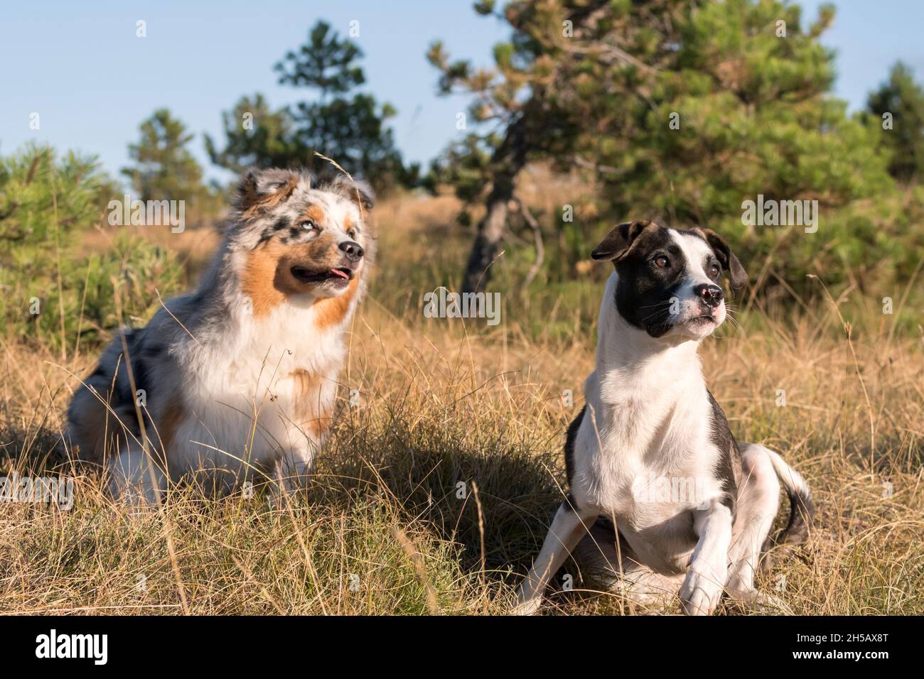 Australian Shepherd Blue Pitbull Mix