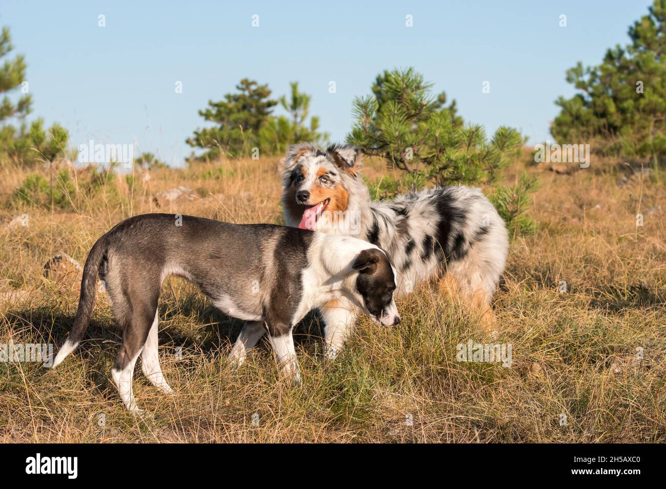 Australian Shepherd Blue Pitbull Mix