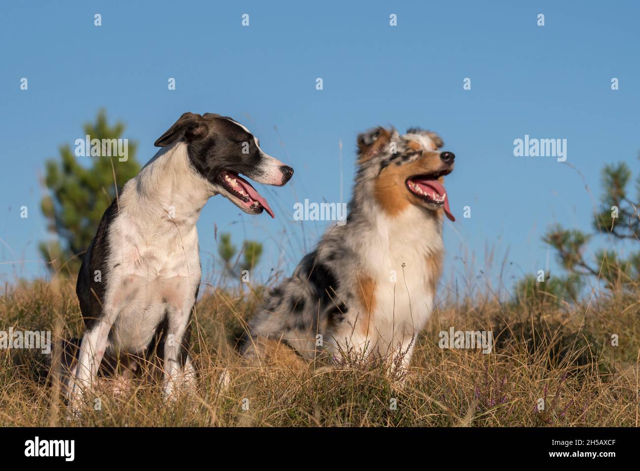 Australian Shepherd Blue Pitbull Mix