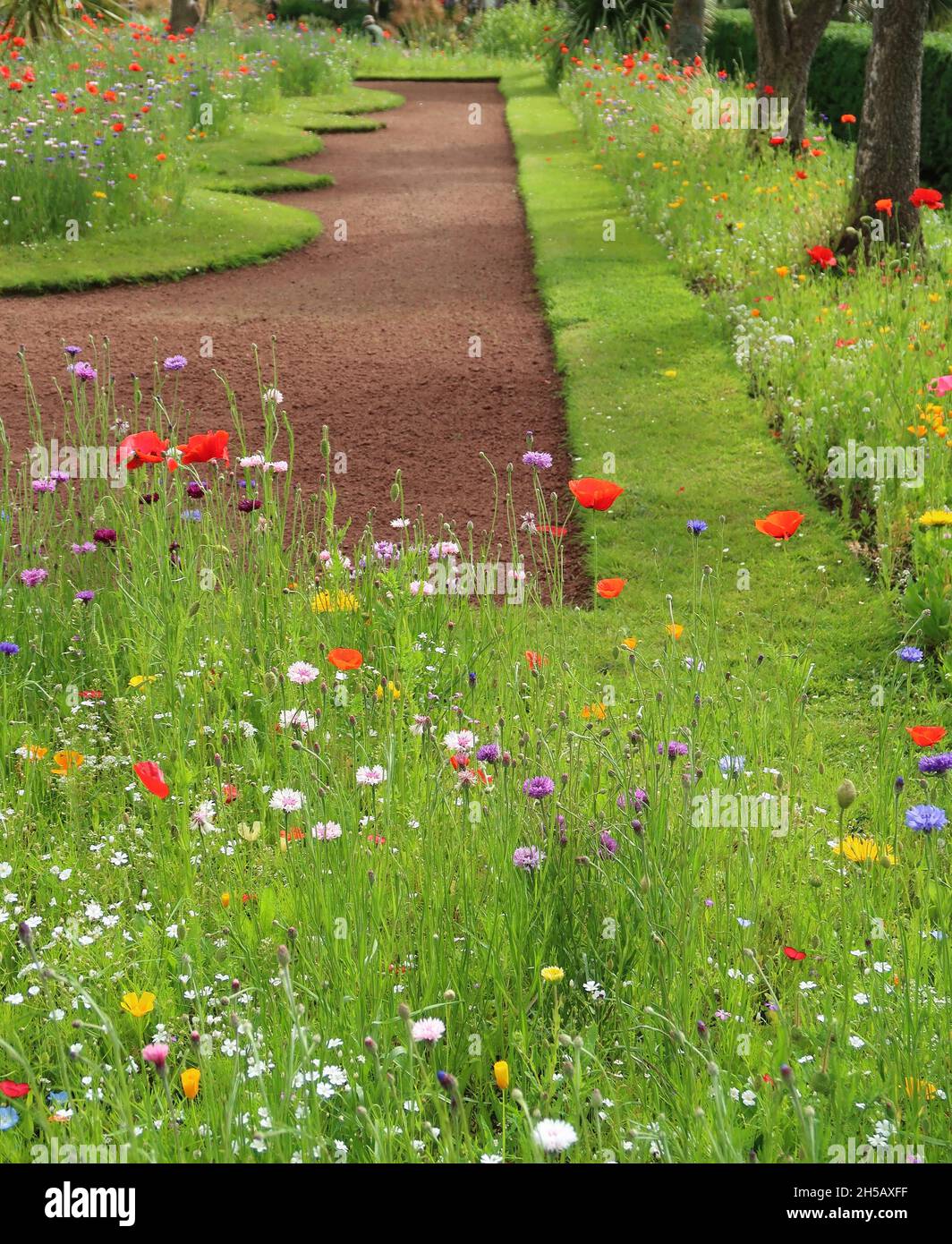 Wildflower display in Abbey Park Gardens, Torquay, South Devon Stock ...