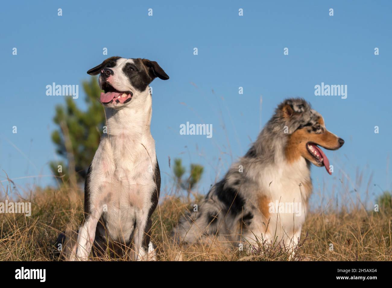 Australian Shepherd Blue Pitbull Mix