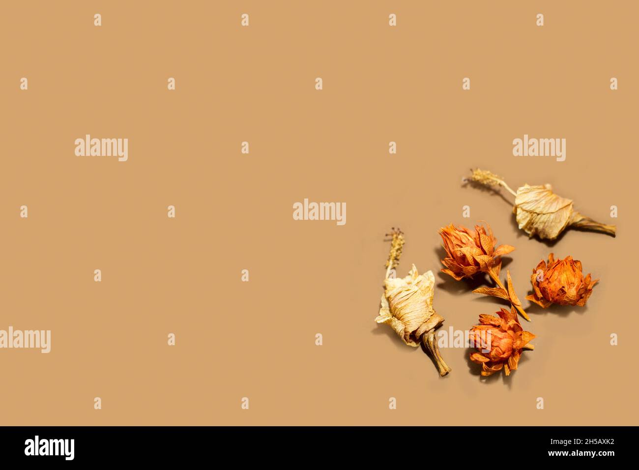 Dry flowers on a brown background with copy space Stock Photo - Alamy