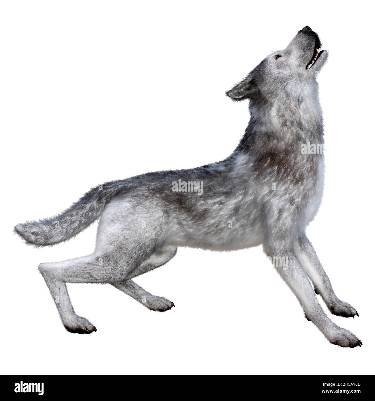 3D rendering of a big gray wolf isolated on white background Stock ...