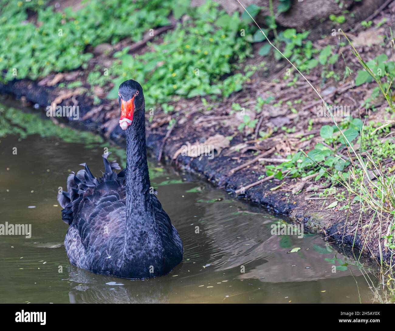 Black Swam swimming in a lake and looking into the camera Stock Photo ...