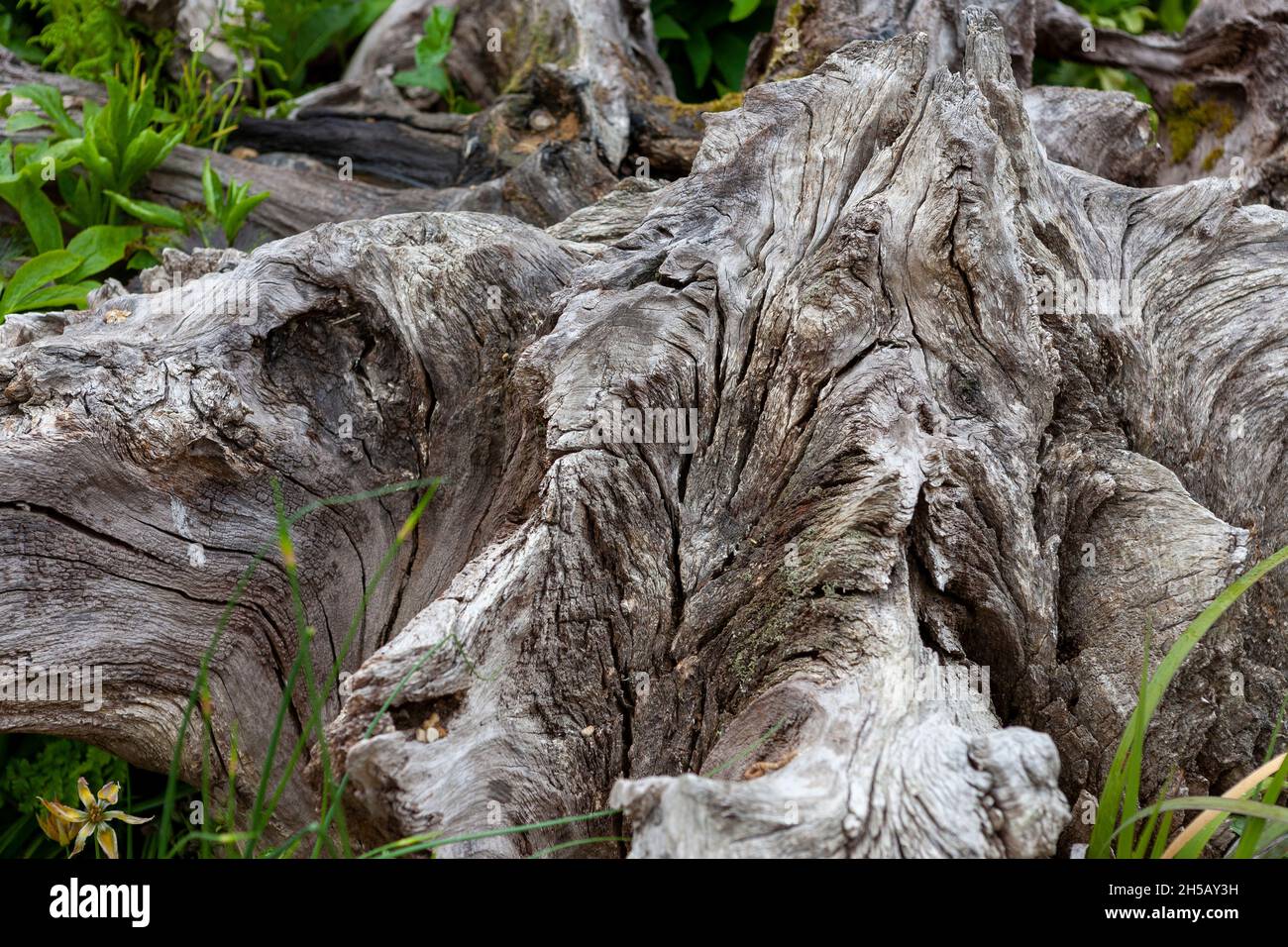 Tree stump and feature hi-res stock photography and images - Alamy