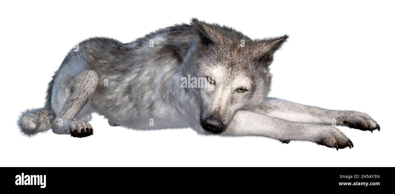3D rendering of a big gray wolf isolated on white background Stock ...