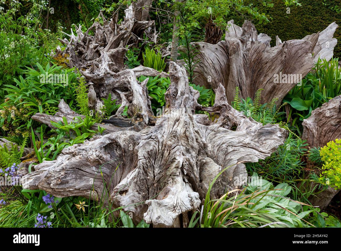 Stumpery hi-res stock photography and images - Alamy