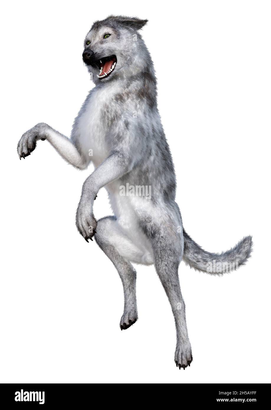3D rendering of a big gray wolf isolated on white background Stock ...