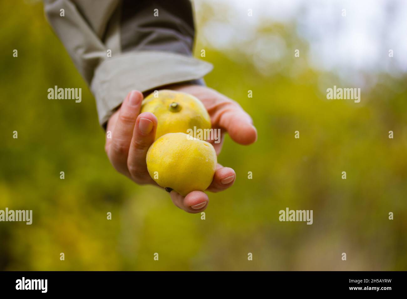 Farmer gardener holding ripe fresh juicy quince fruits picked in an ...