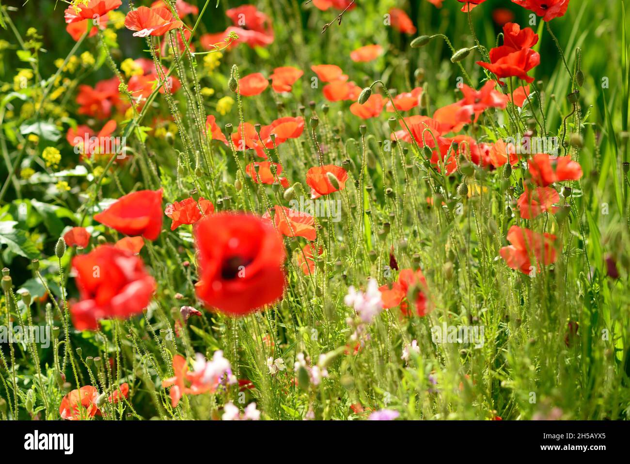 Picturesque summer flower borders hi-res stock photography and images - Alamy