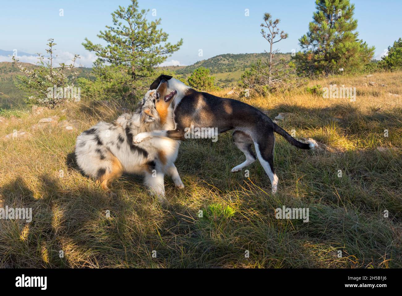 blue merle Australian shepherd puppy dog runs and jump on the meadow of ...