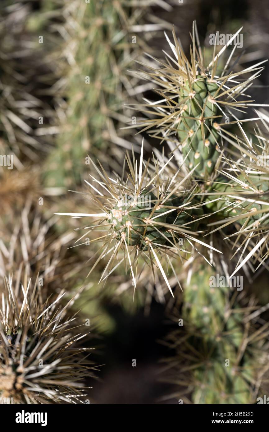 Growing new arm hi-res stock photography and images - Alamy