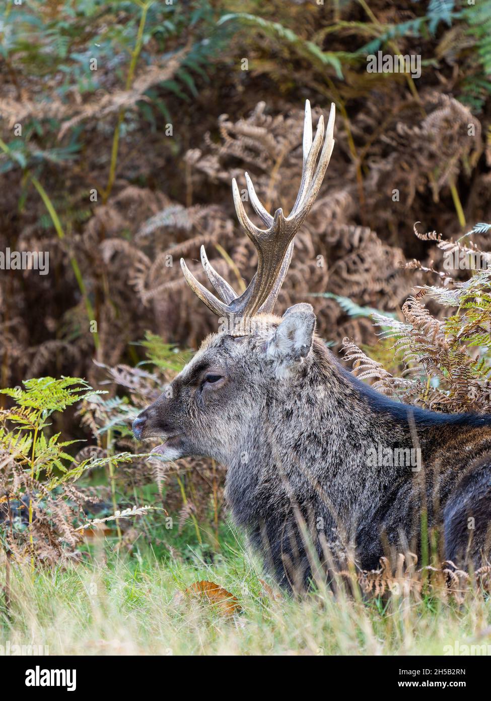 Sika Deer Stag Stock Photo - Alamy
