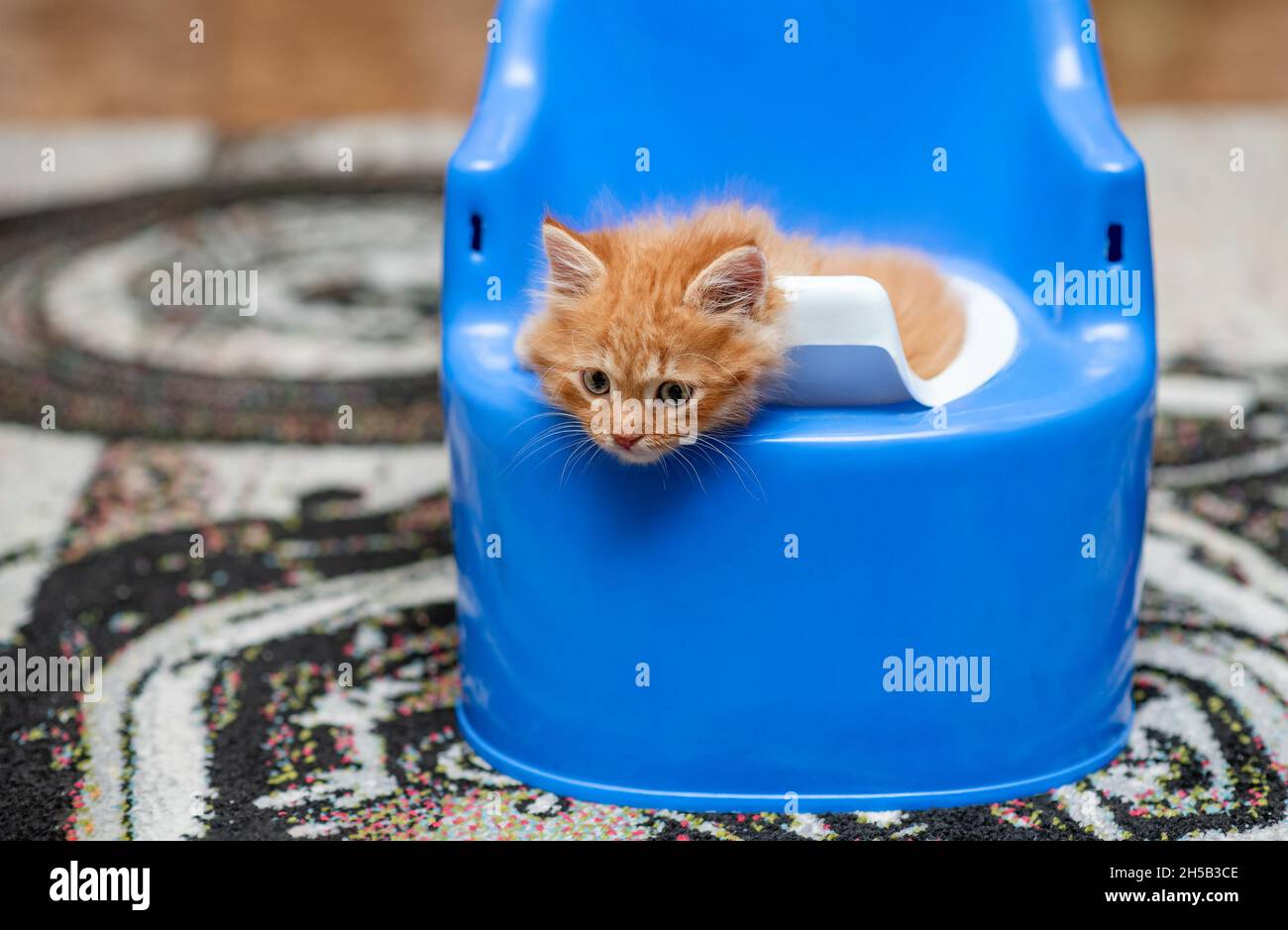 little ginger kitten sitting in a blue children's potty. Domestic ...