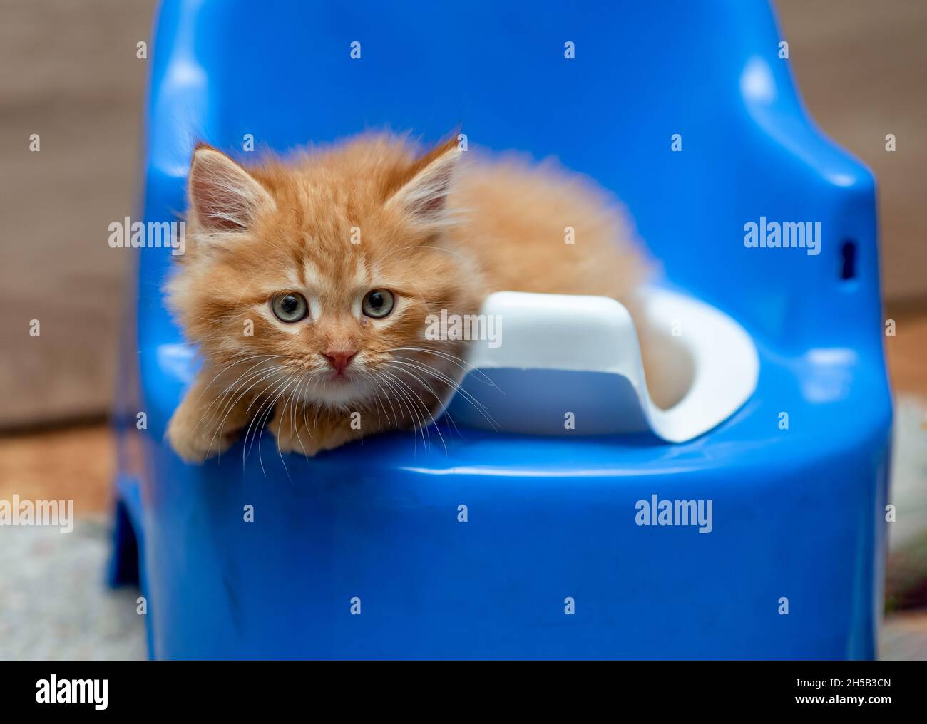 little ginger kitten sitting in a blue children's potty. Domestic ...