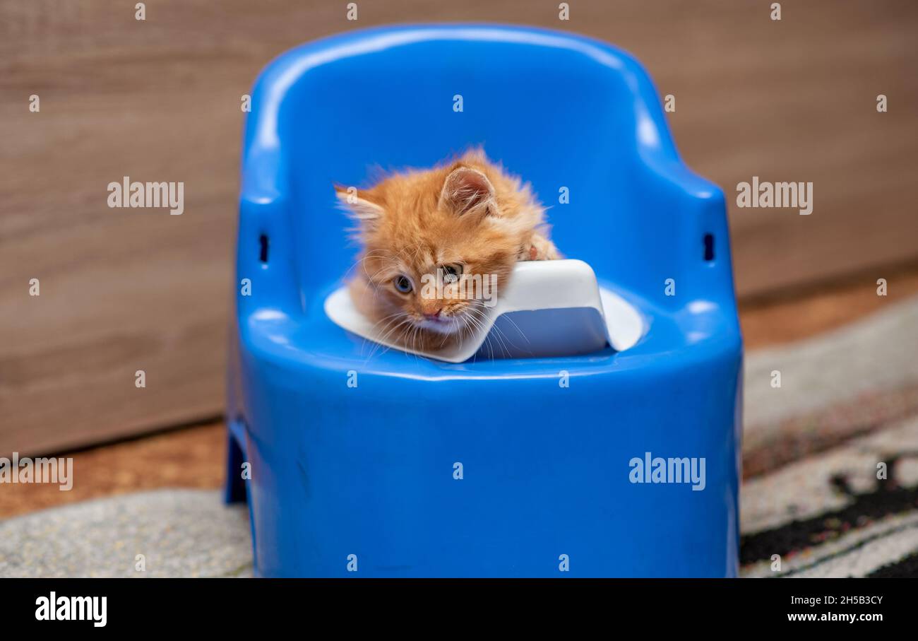 little ginger kitten sitting in a blue children's potty. Domestic ...