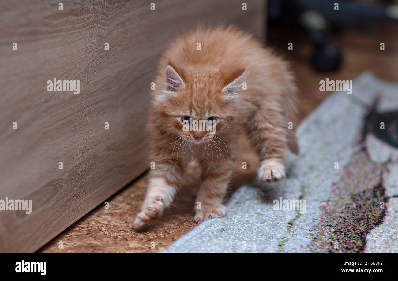 Little ruffled from anxiety kitten. Frightened kitten with wrinkled and ...