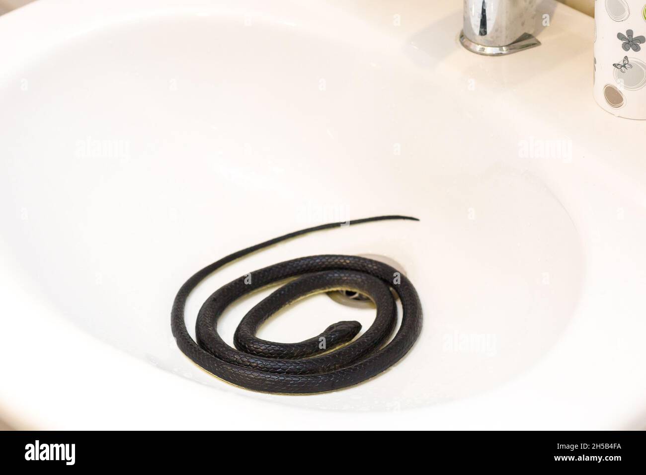 A poisonous black snake in bathroom in the washbasin Stock Photo - Alamy