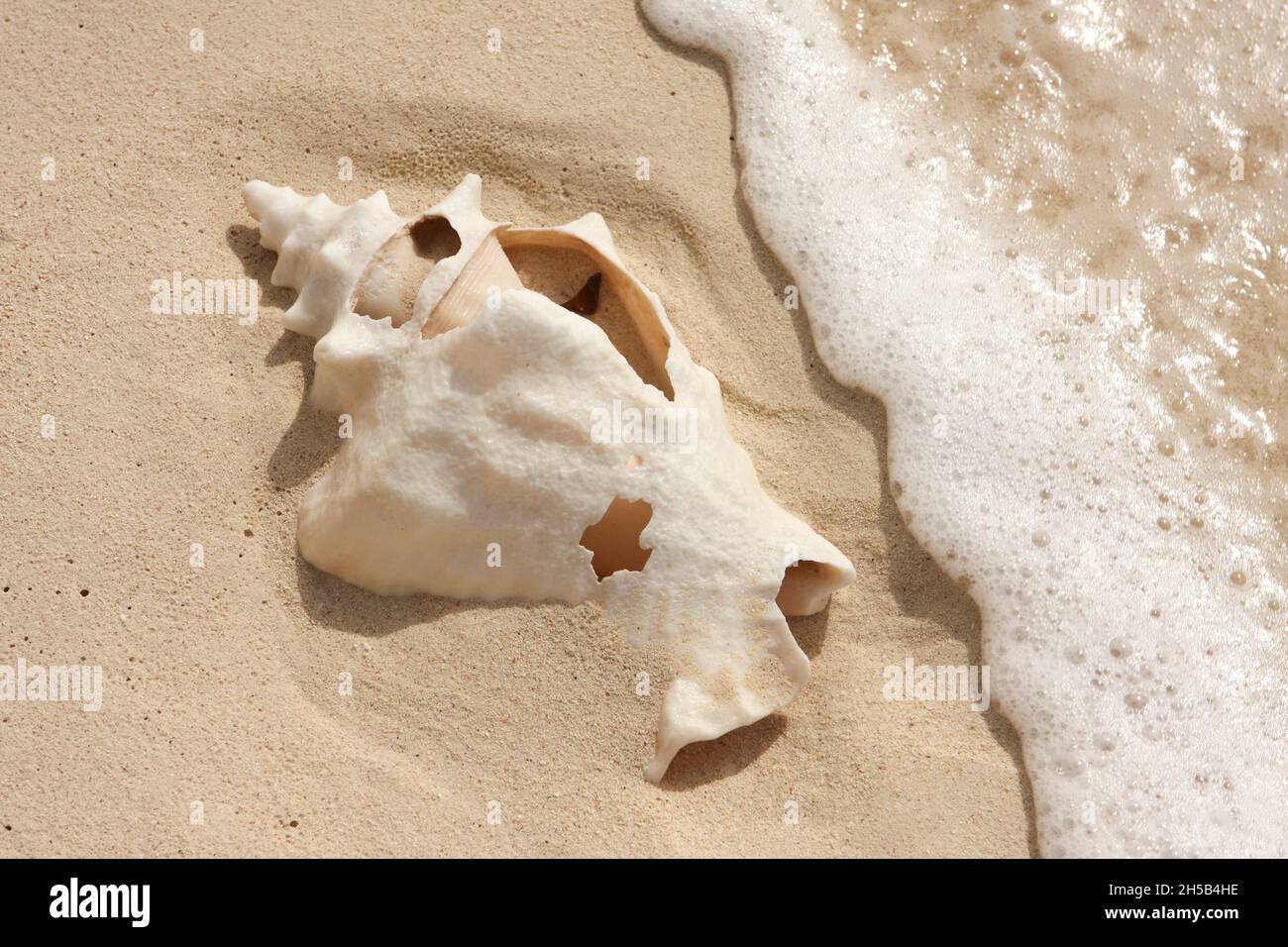 Sea Shells on the beach. Photographed at Grand Turk Caribbean Island ...