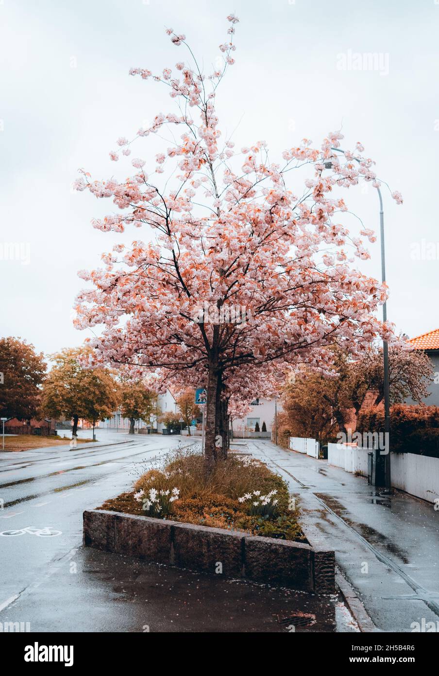 Cherry blossom trees in rain hi-res stock photography and images - Alamy