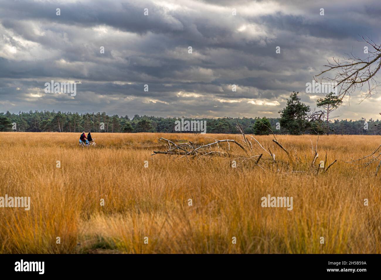 In the Hoge Veluwe National Park: endless expanses and smart bike paths ...
