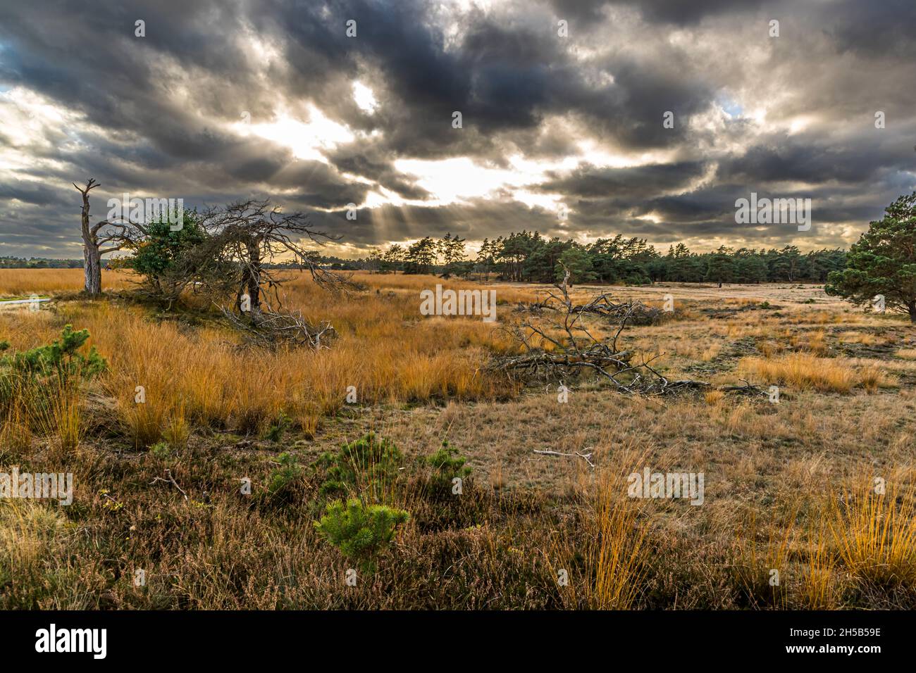 In the Hoge Veluwe National Park: endless expanses and smart bike paths ...