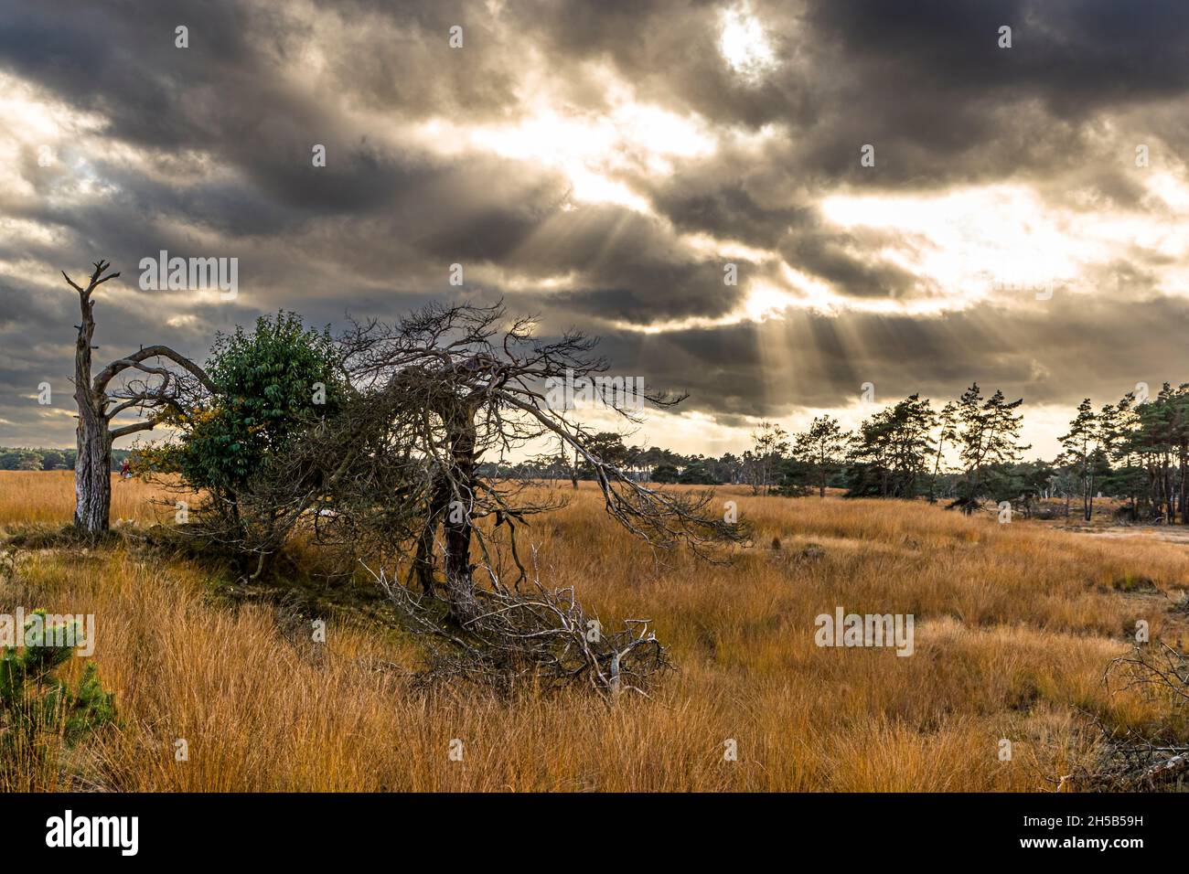 In the Hoge Veluwe National Park: endless expanses and smart bike paths ...
