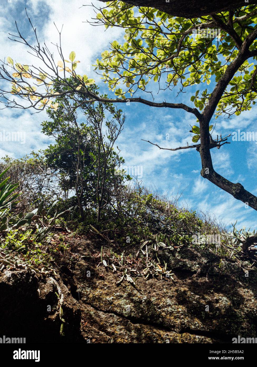 Trees and plants growing on a hill mound Stock Photo - Alamy