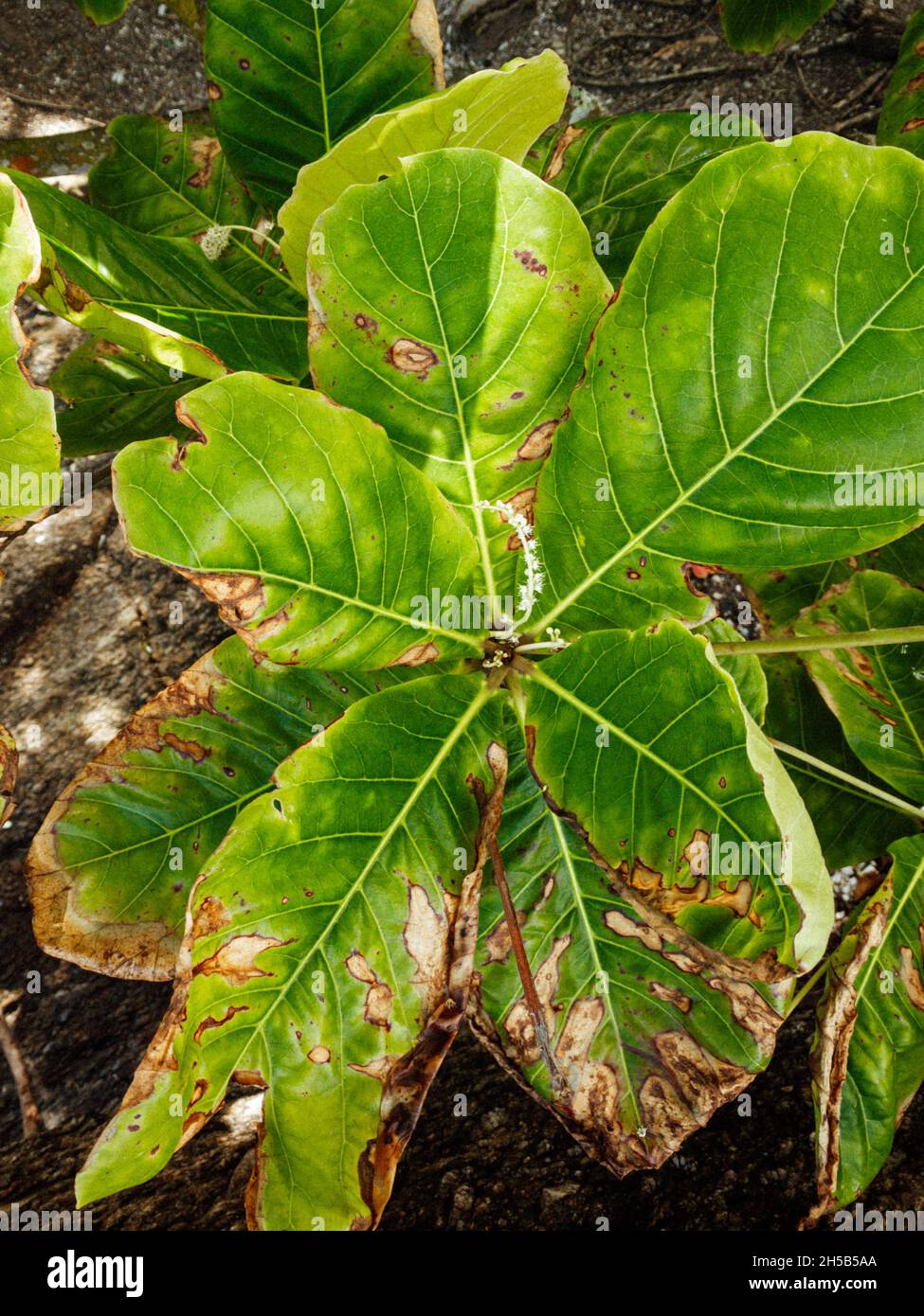 Closeup shot of a fiddle-leaf fig with damaged leaves Stock Photo - Alamy