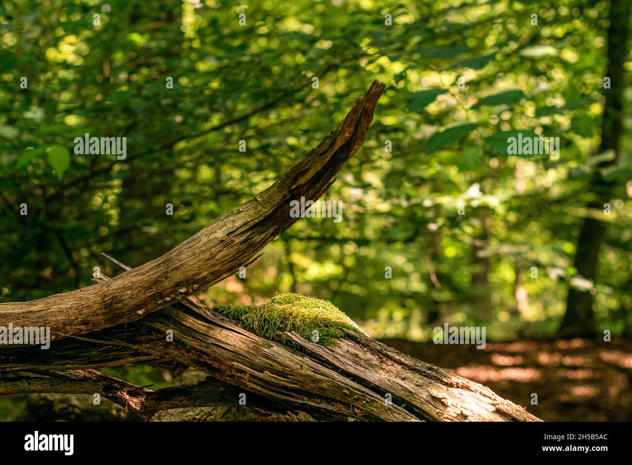 Natural woodland greenery and covered with moss fallen and rotting old ...