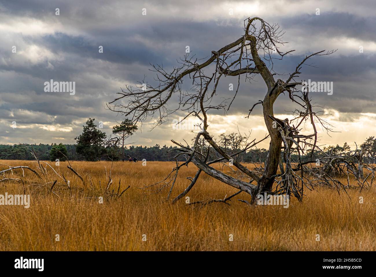 In the Hoge Veluwe National Park: endless expanses and smart bike paths ...