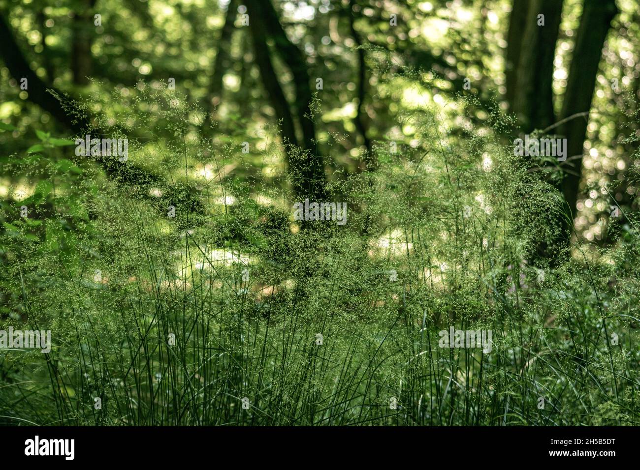 Natural woodland greenery and covered with moss fallen and rotting old ...