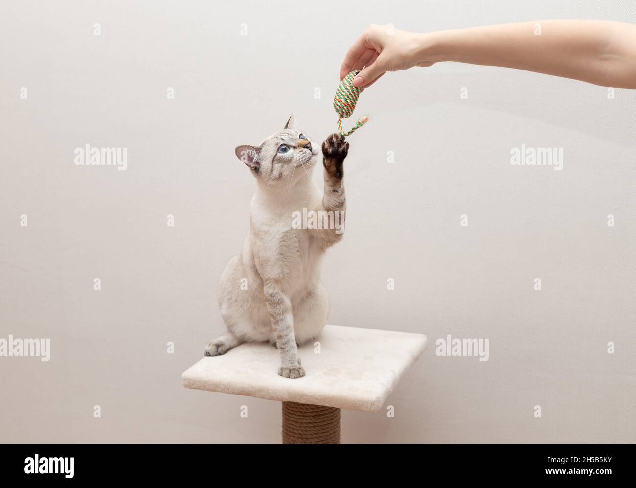 Young cat playing with owner Stock Photo - Alamy