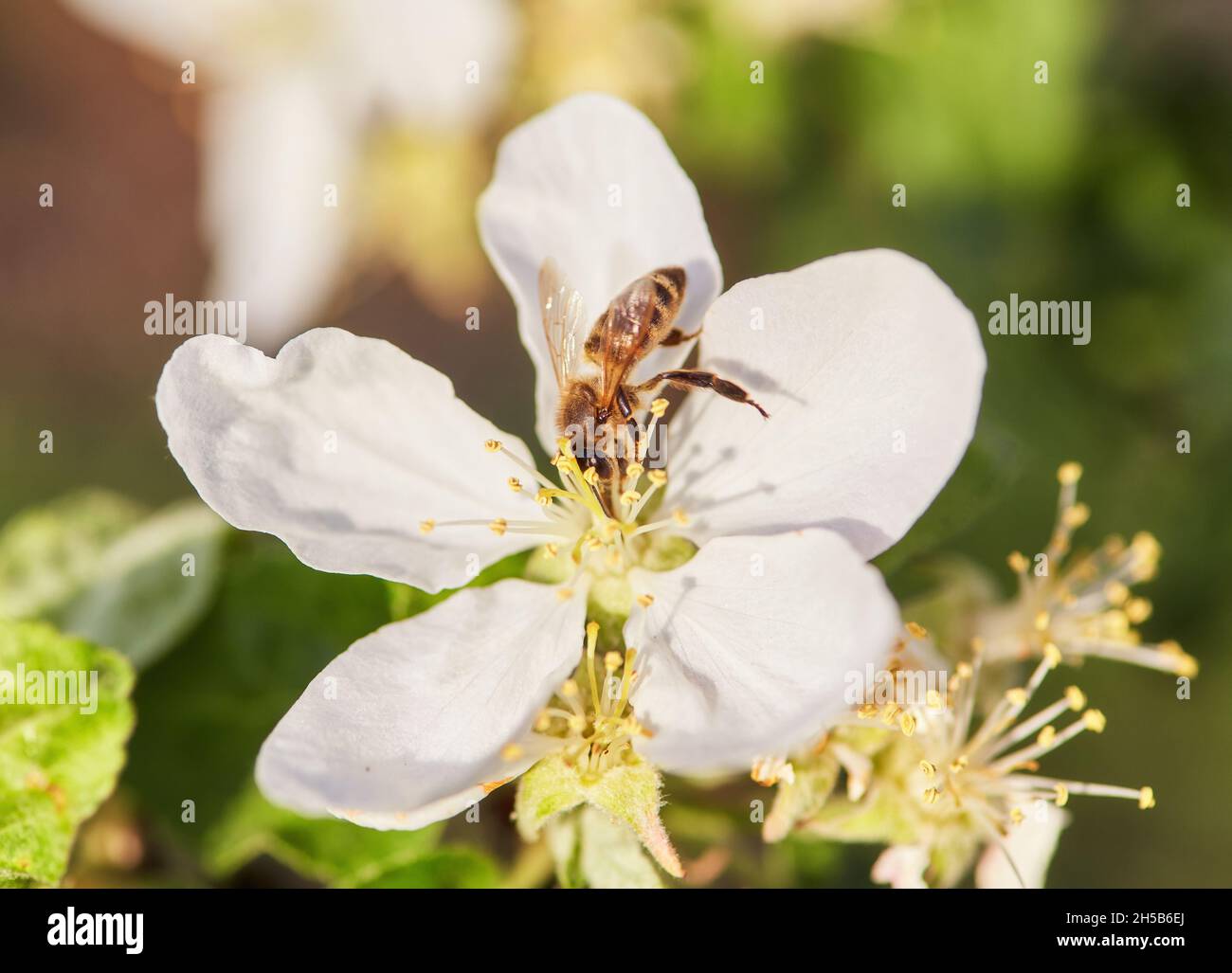 Bee pollinates blossoming apple tree hi-res stock photography and ...