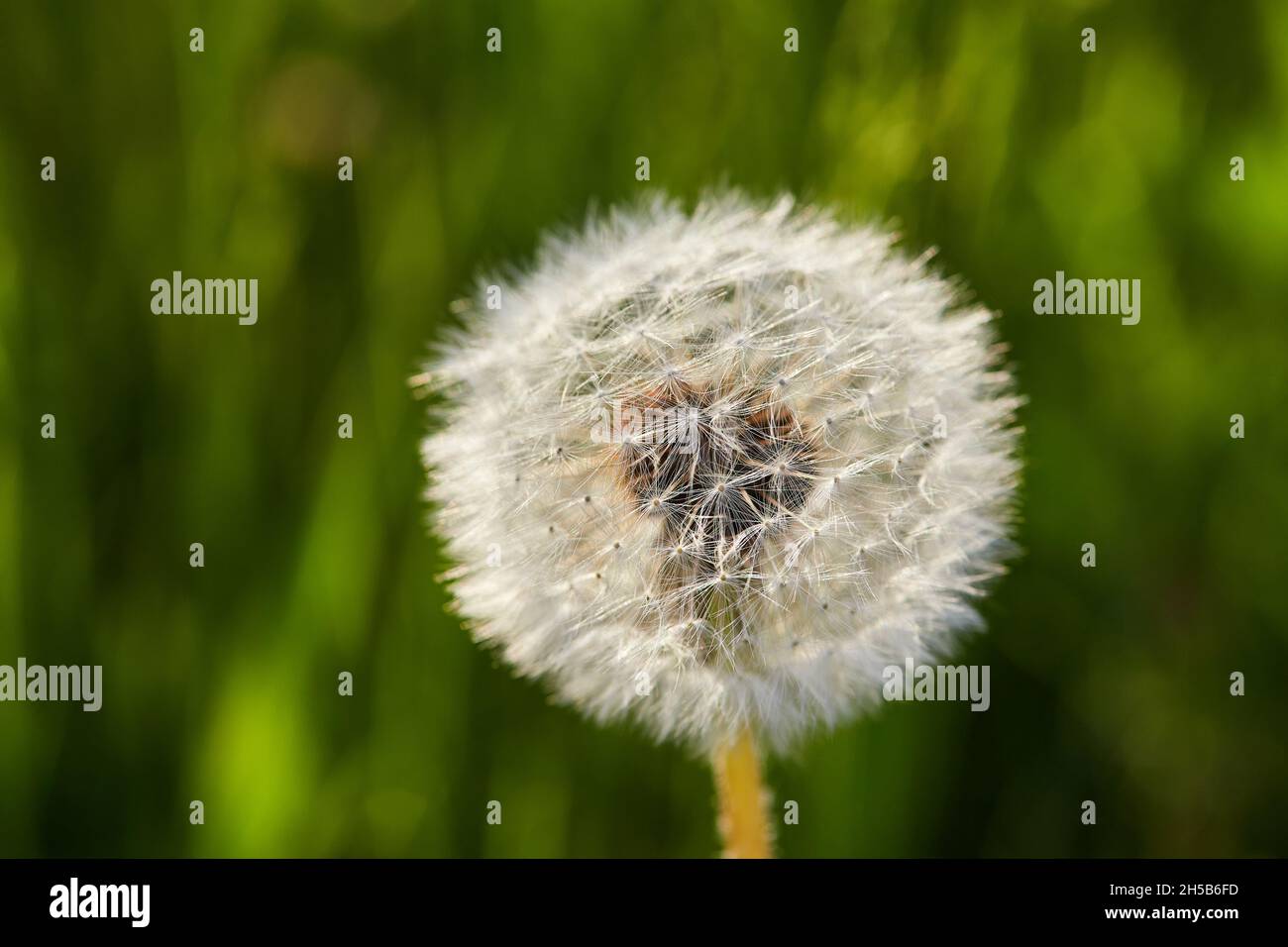 Dandelion seed pod in a beautiful background Stock Photo - Alamy