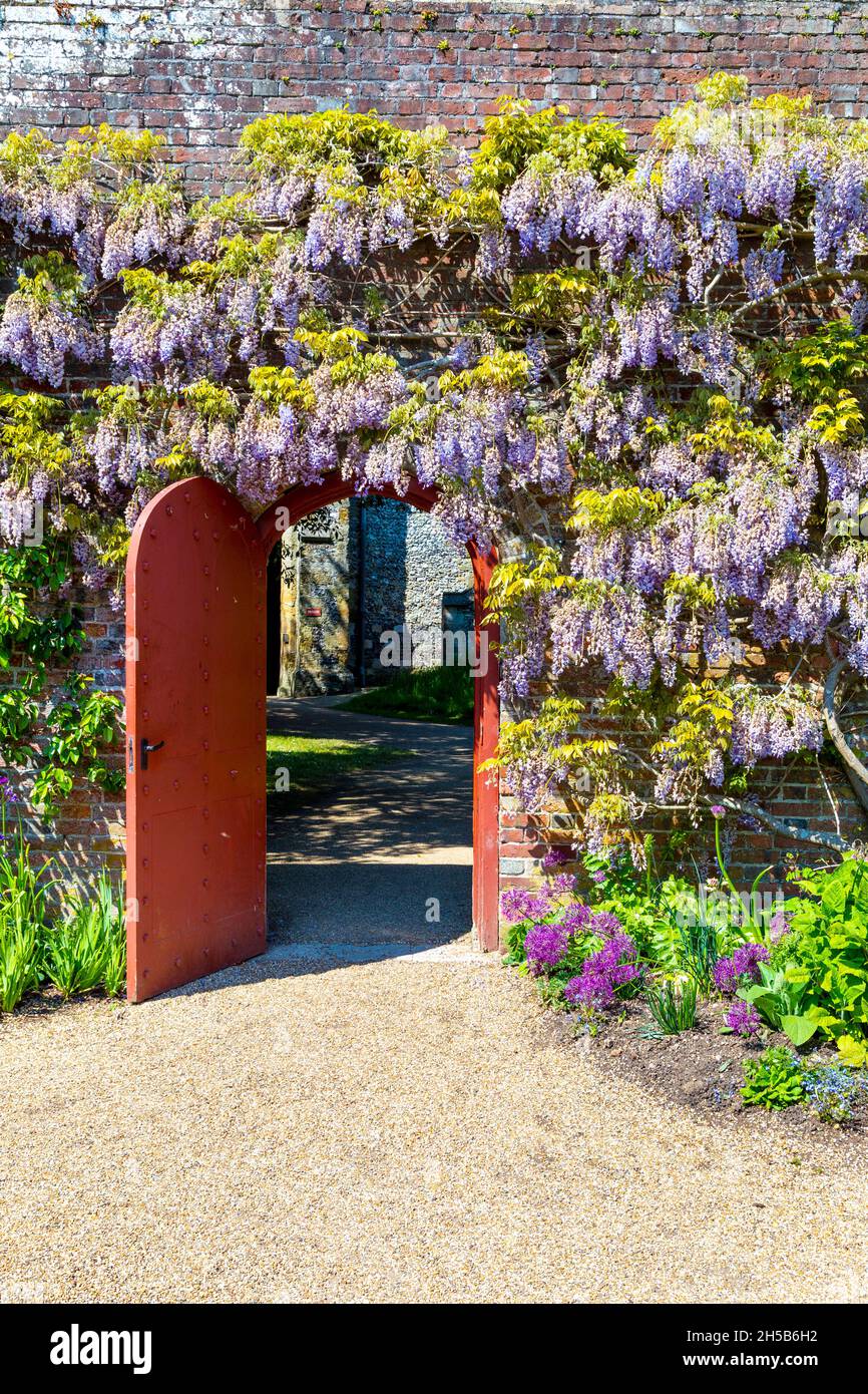Red door and wall covered in wisteria flowers, entrance to the gardens ...