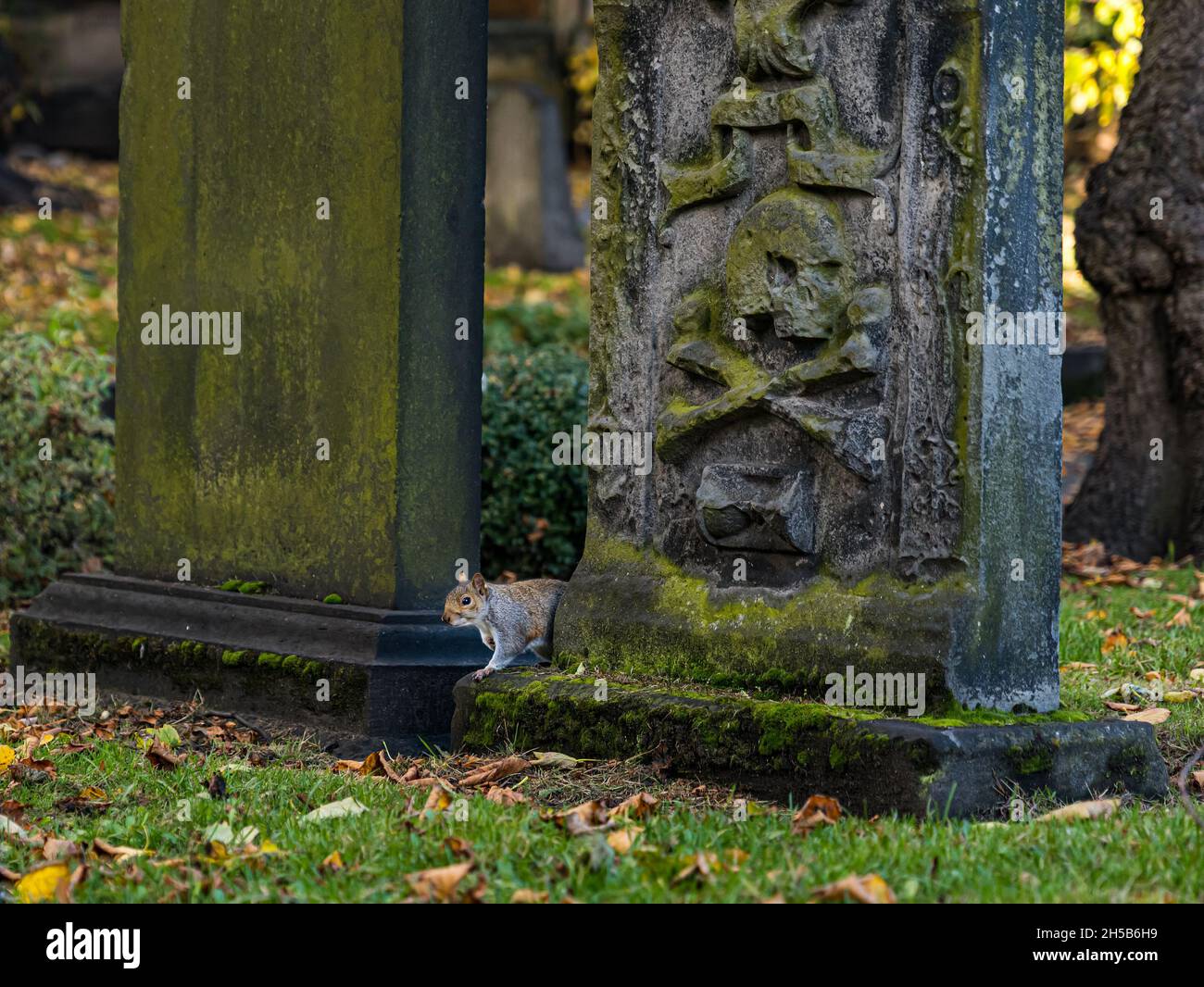 Grey squirrel (Sciurus carolinensis) peeking out between two old ...