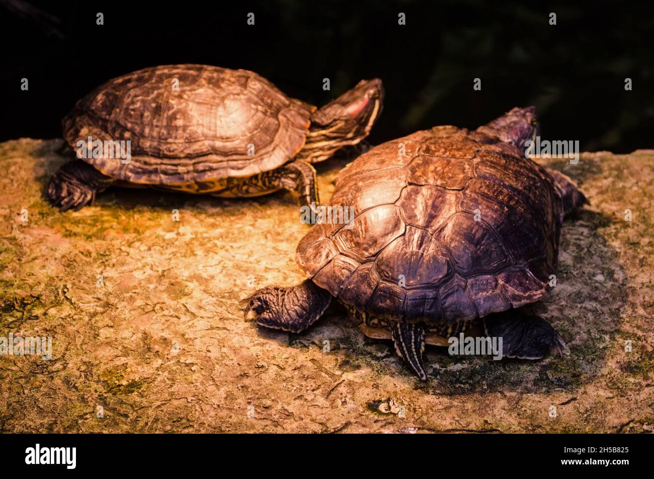 Tortoise In The Wild High Resolution Stock Photography and Images - Alamy
