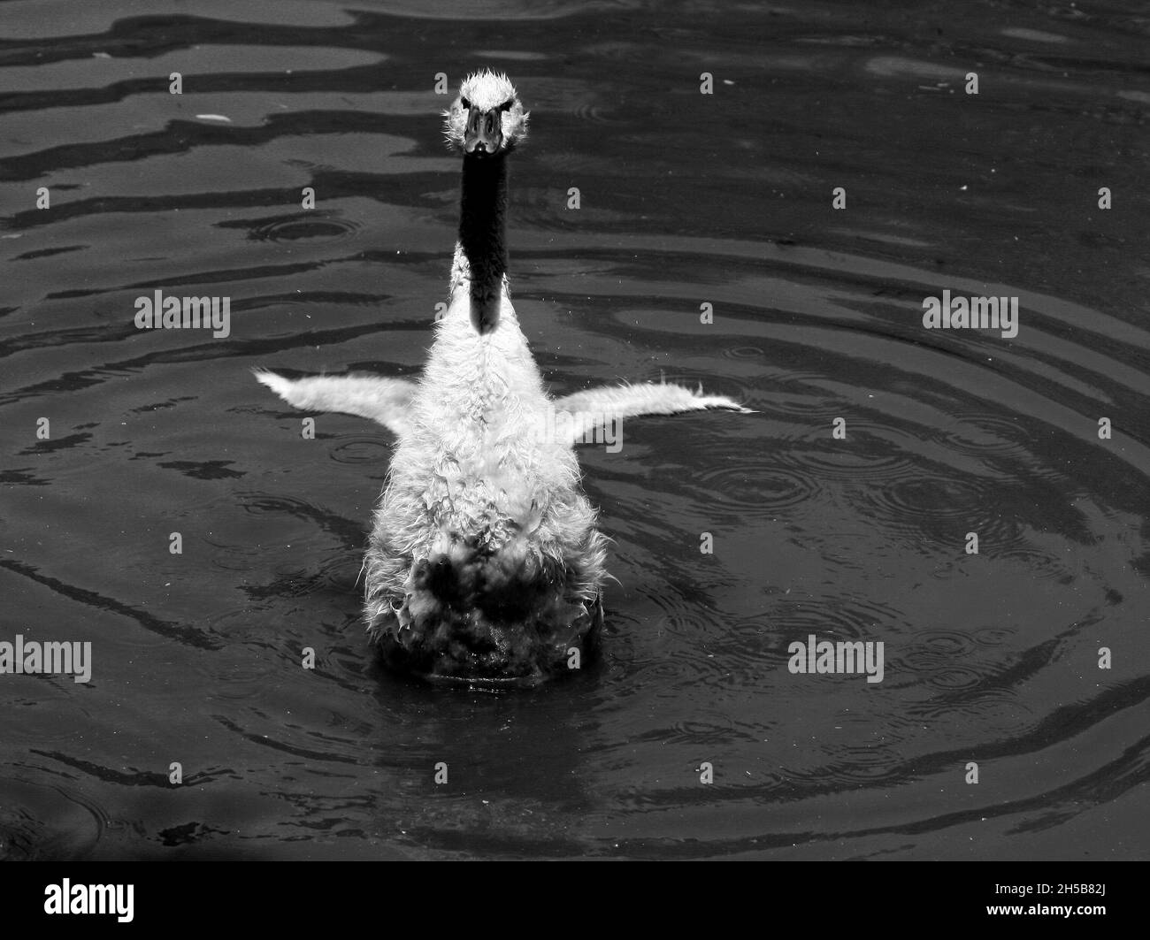 Grayscale of a swan on the water surface Stock Photo - Alamy