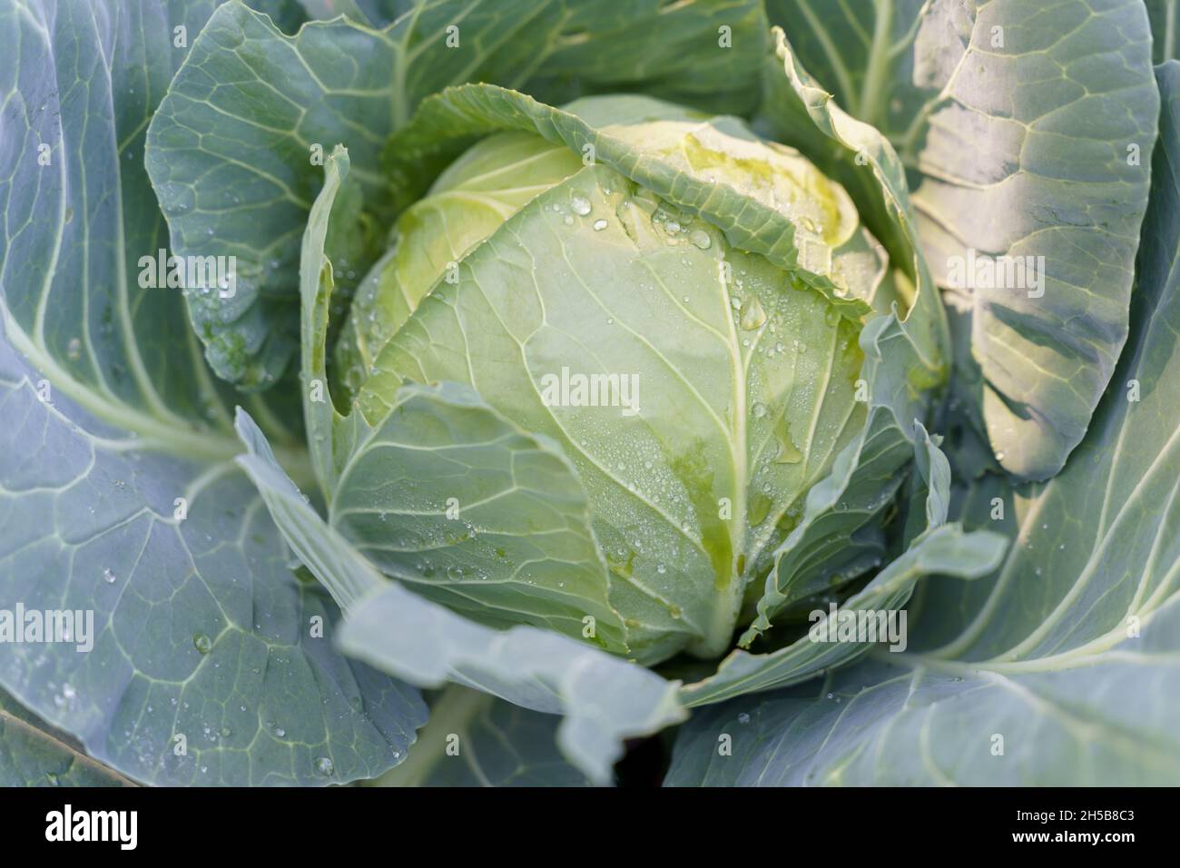 Green cabbage close up shot macro Stock Photo - Alamy