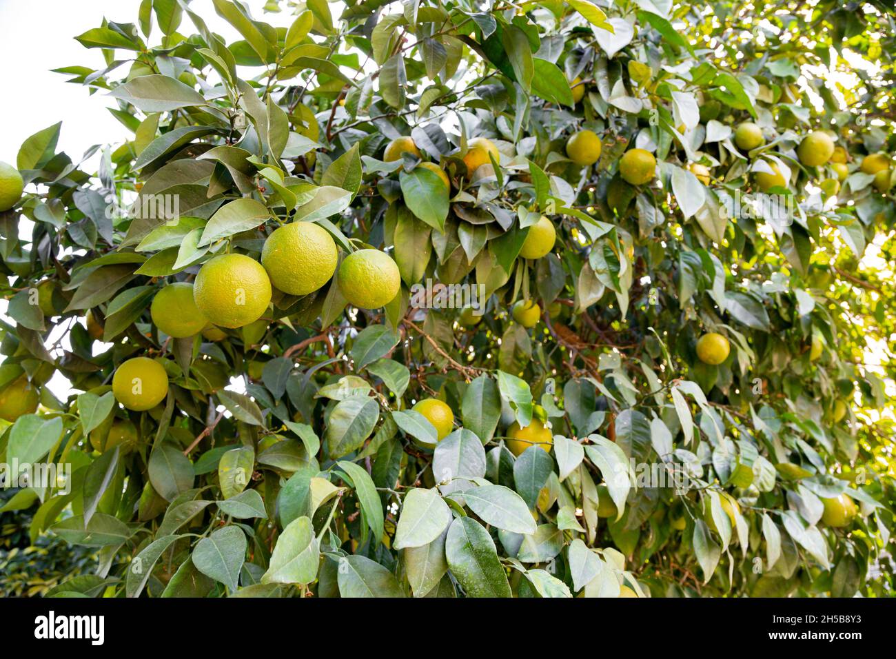 Sour orange tree hi-res stock photography and images - Alamy