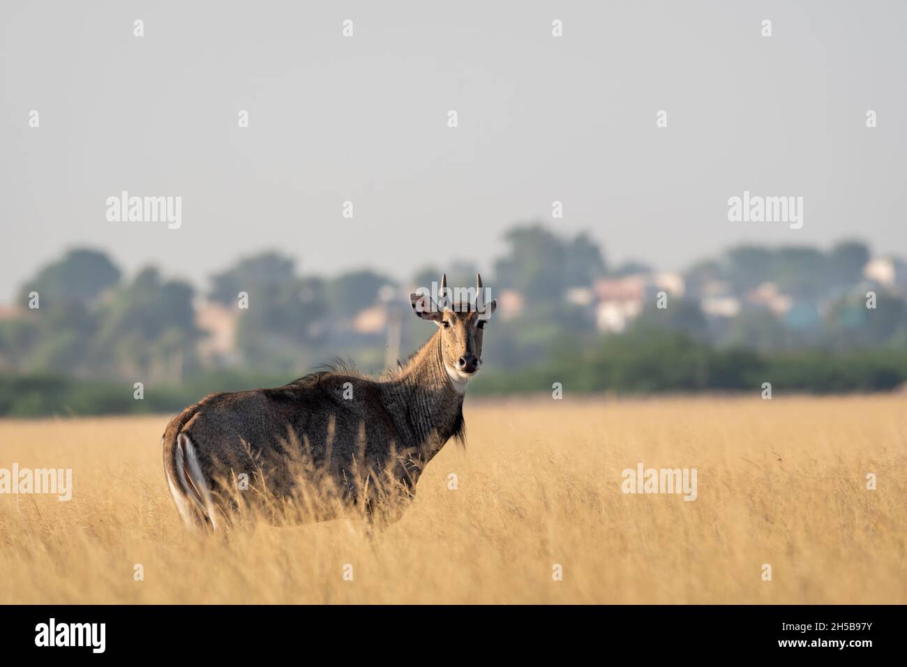 Adult male nilgai or blue bull or Boselaphus tragocamelus a Largest ...