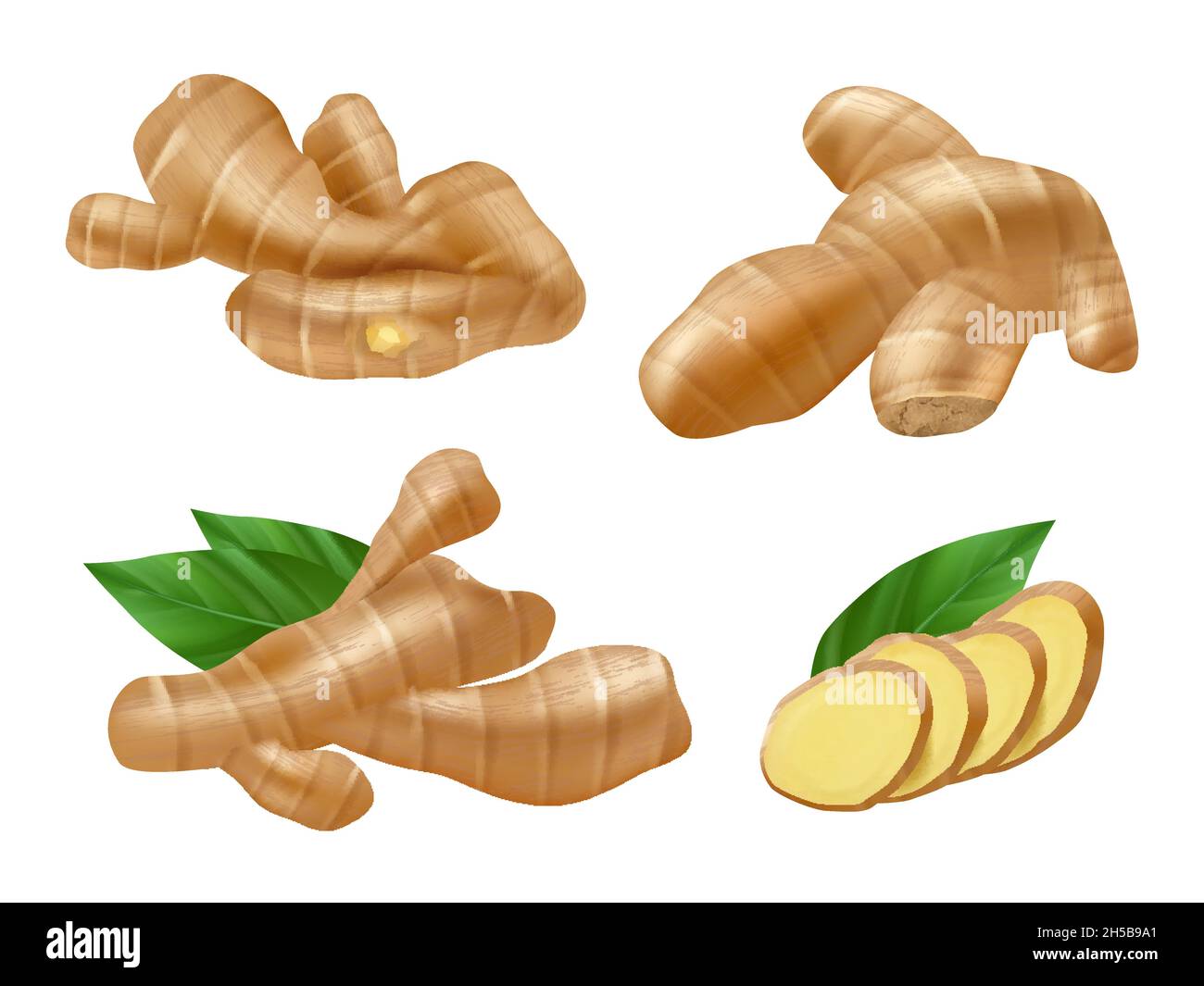 Ginger root. Realistic healthy fruits fresh plants herbs for tea vector ...