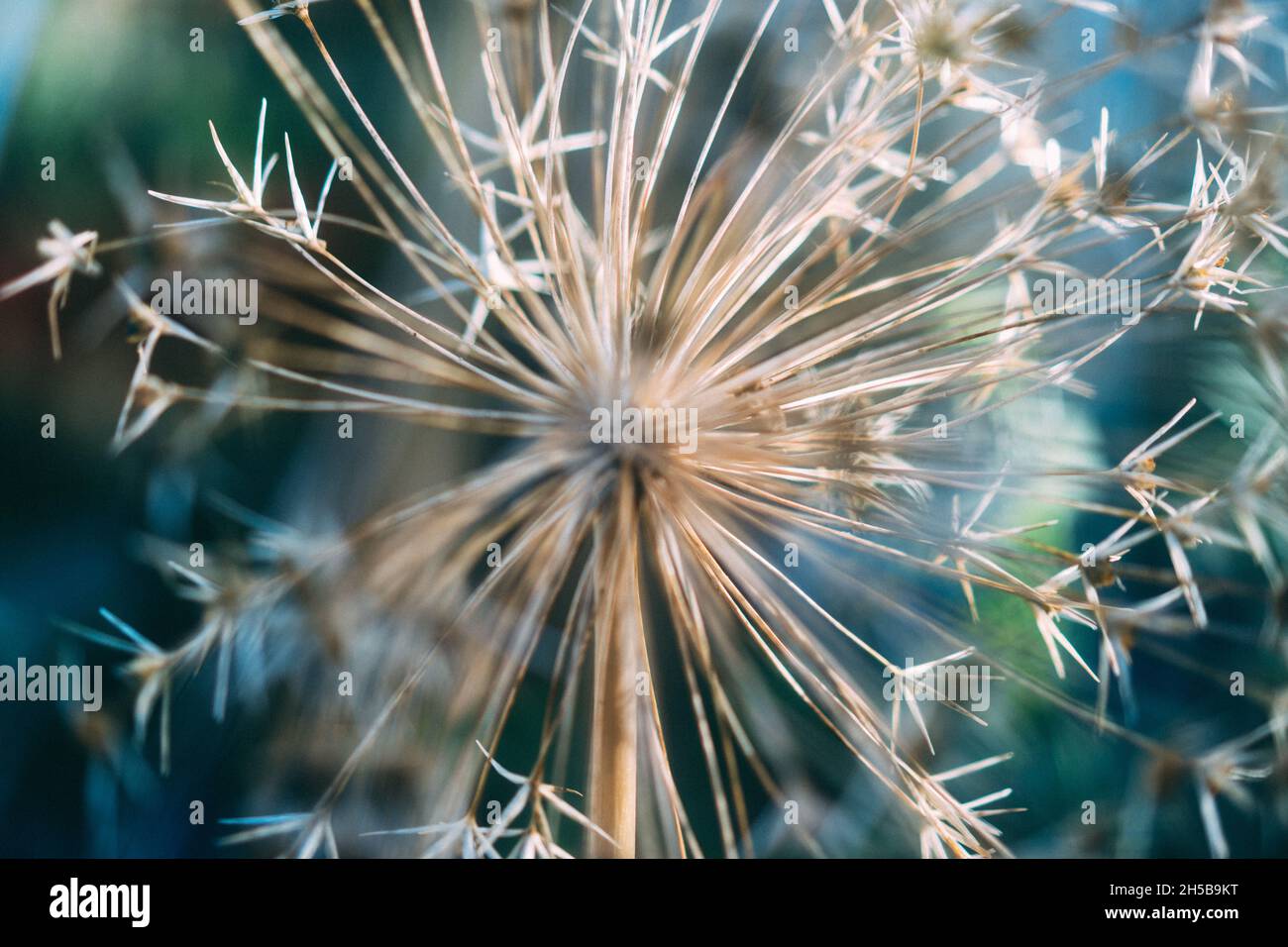 Dried seedhead of an allium Stock Photo - Alamy