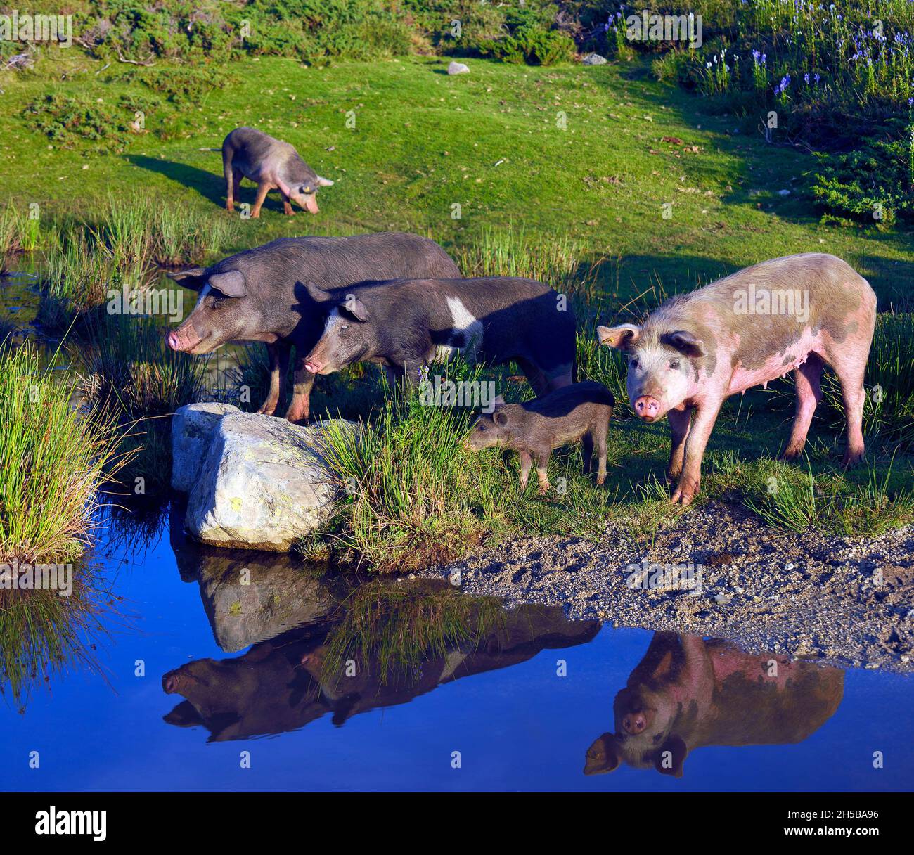 WILD PIGS NEAR A STREAM, PLATEAU OF COSCIONE ABOVE QUENZA, SOUTHERN ...