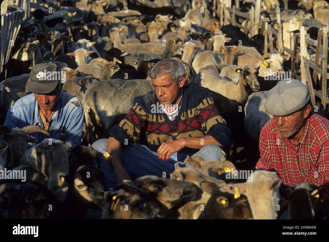CORSICAN SHEPHERDS AND THEIR HERDS OF GOATS, CORSICA, FRANCE Stock ...