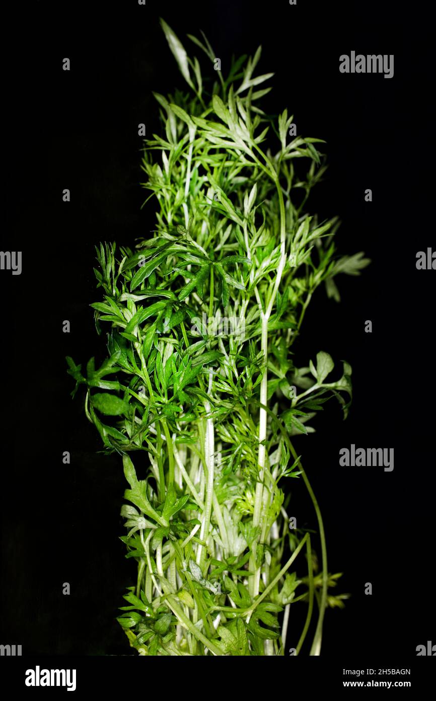 Coriandrum sativum plant hi-res stock photography and images - Alamy